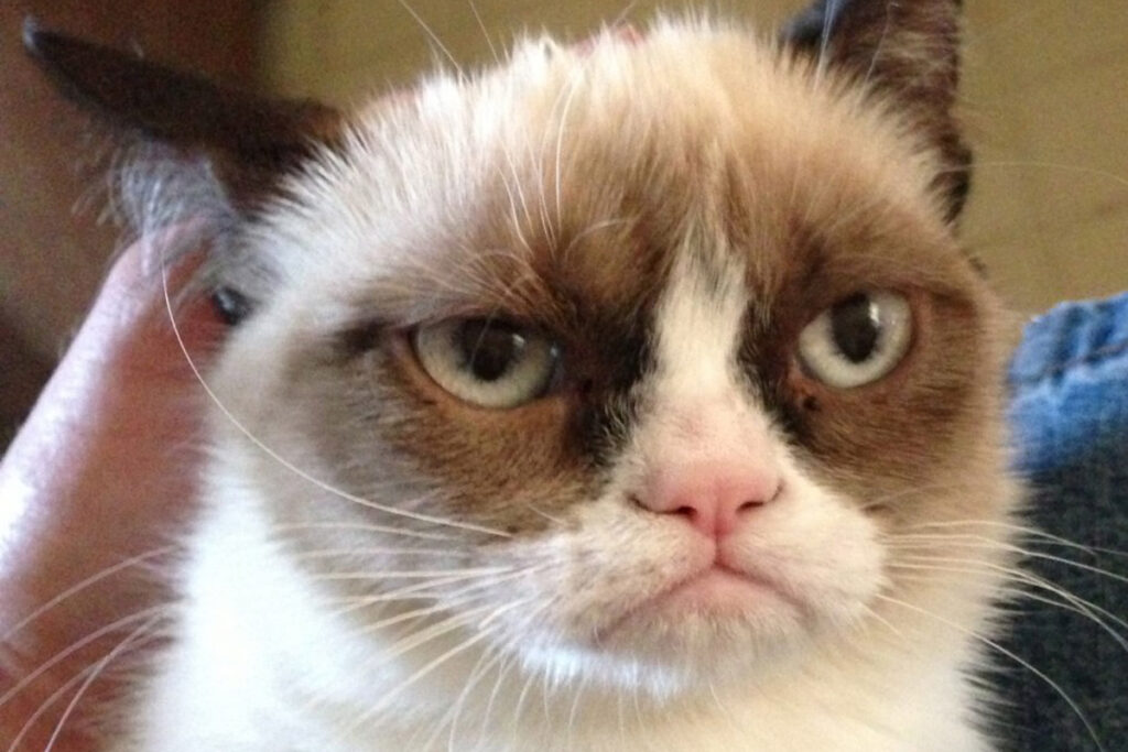 Why Grumpy Cat is making way more money than you - Innomag.no
